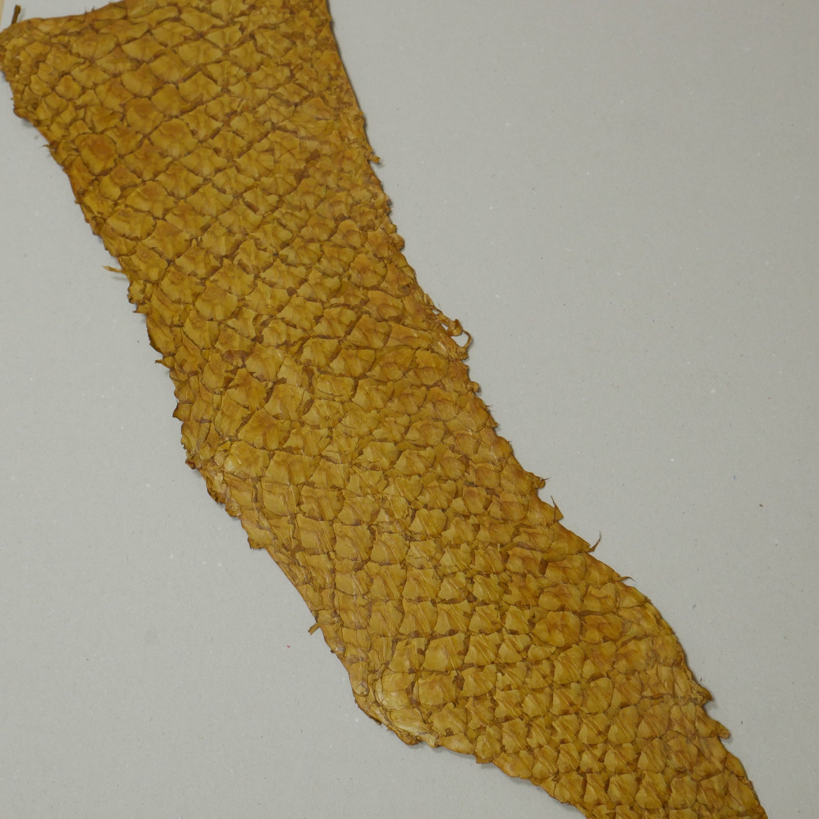 Fish skins – Walter Reginald Group