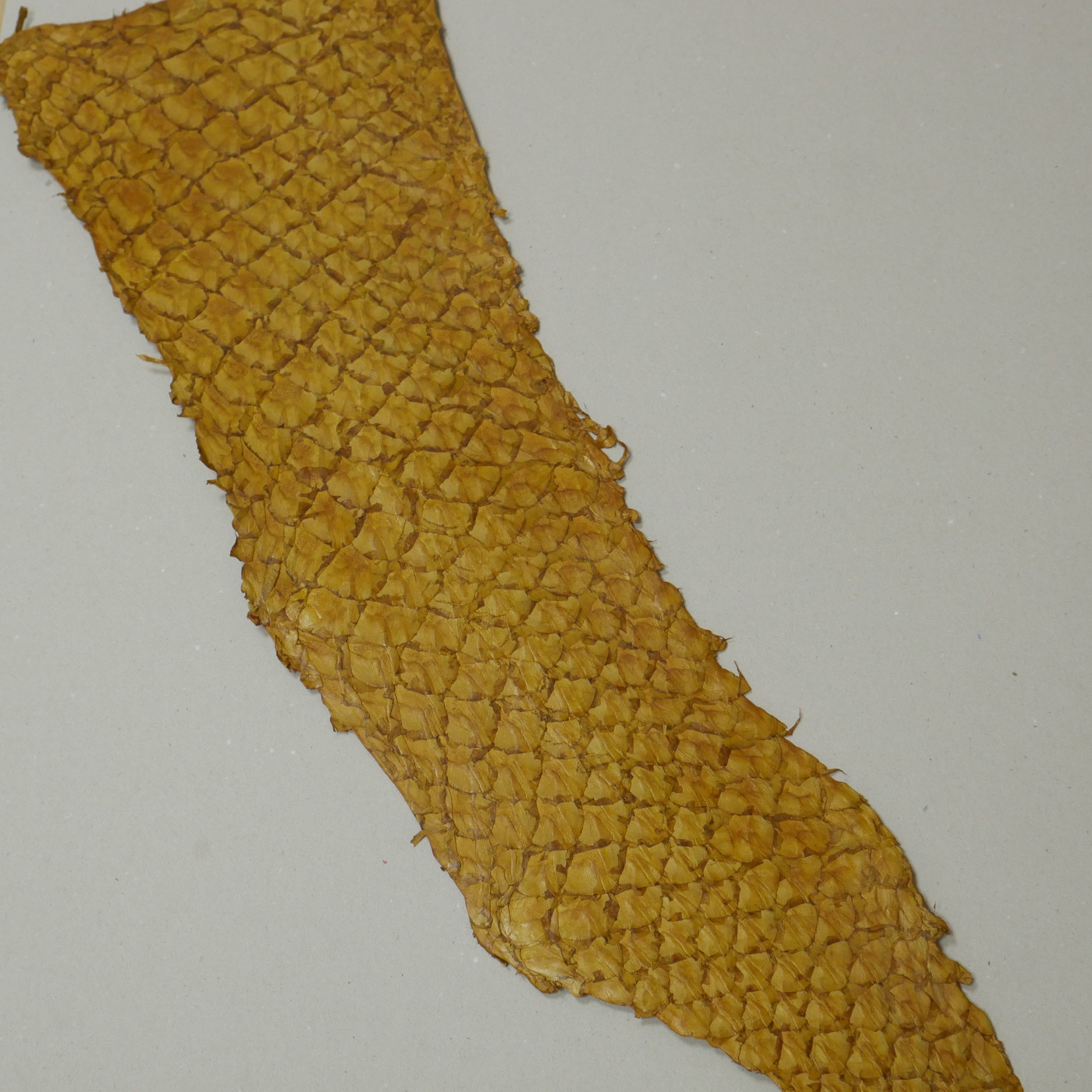 Fish skins – Walter Reginald Group